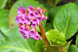 How to Grow Bergenia Flowers | Gardener’s Path