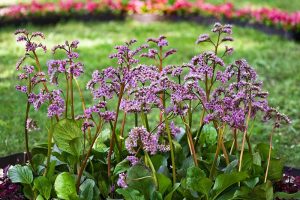 How to Grow Bergenia Flowers | Gardener’s Path