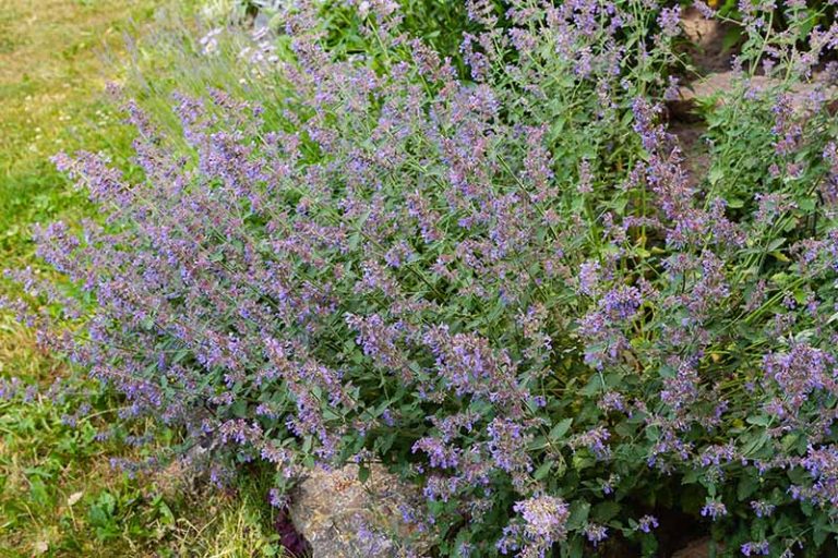 How to Plant and Grow Catmint (Nepeta) | Gardener’s Path