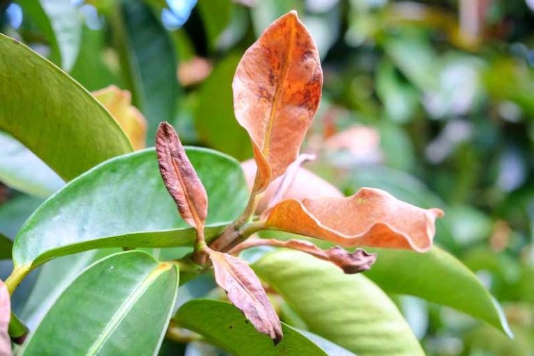 How to Identify and Control Thrips | Gardener’s Path