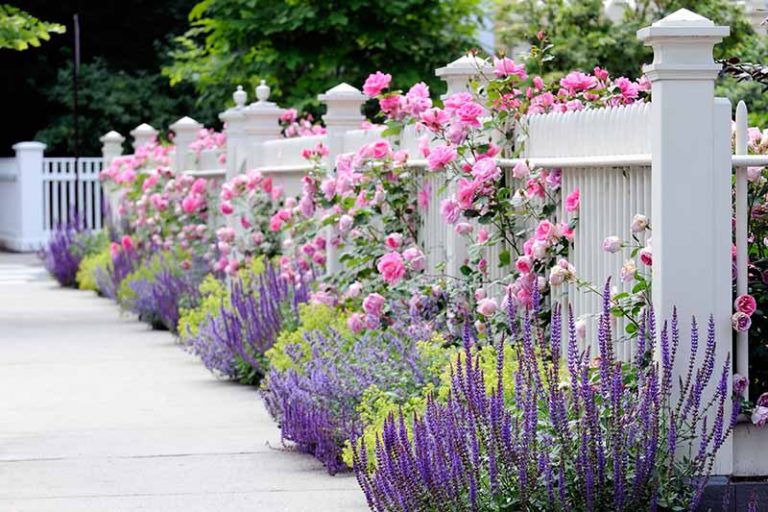 How to Plant and Grow Catmint (Nepeta) | Gardener’s Path