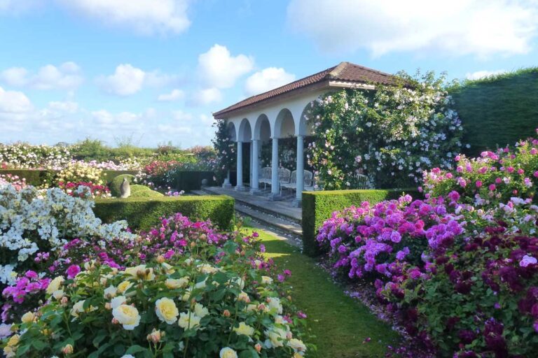 Learn About David Austin English Roses | Gardener’s Path