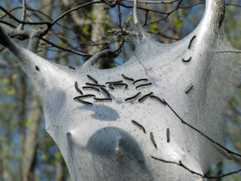 How to Identify and Control Tent Caterpillars | Gardener’s Path