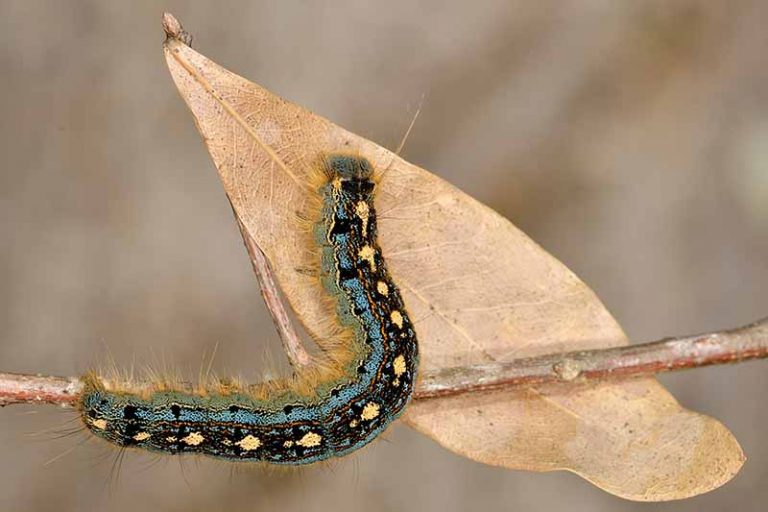 How to Identify and Control Tent Caterpillars | Gardener’s Path