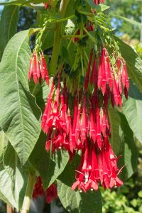 Are Fuchsia Berries, Leaves, and Flowers Edible? | Gardener’s Path