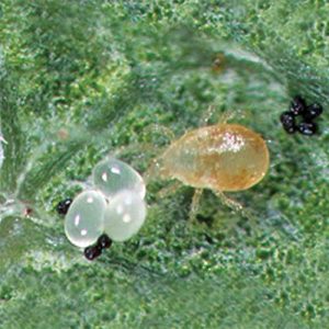 How to Detect and Control Spider Mite Infestations