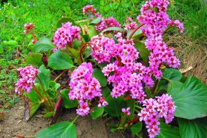 How to Grow Bergenia Flowers | Gardener’s Path