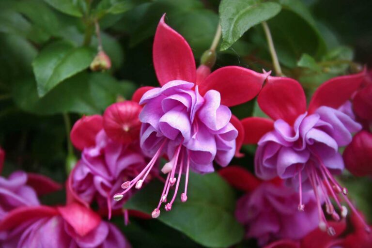 Fuchsia Flower Growing Guides, Tips, and Information