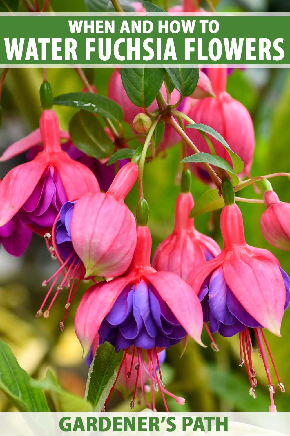 How and When to Water Fuchsia Plants | Gardener’s Path