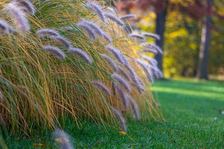 How to Grow Fountain Grass | Gardener’s Path