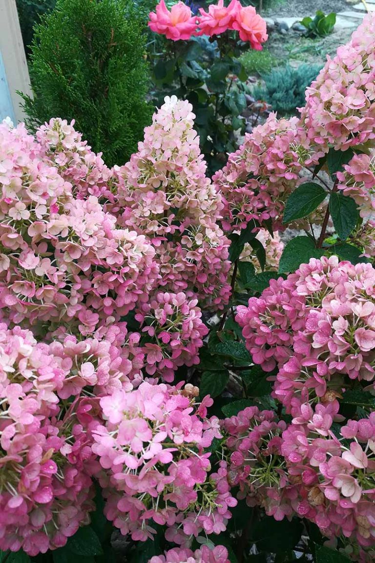 How to Grow Panicle Hydrangea (Hydrangea paniculata)