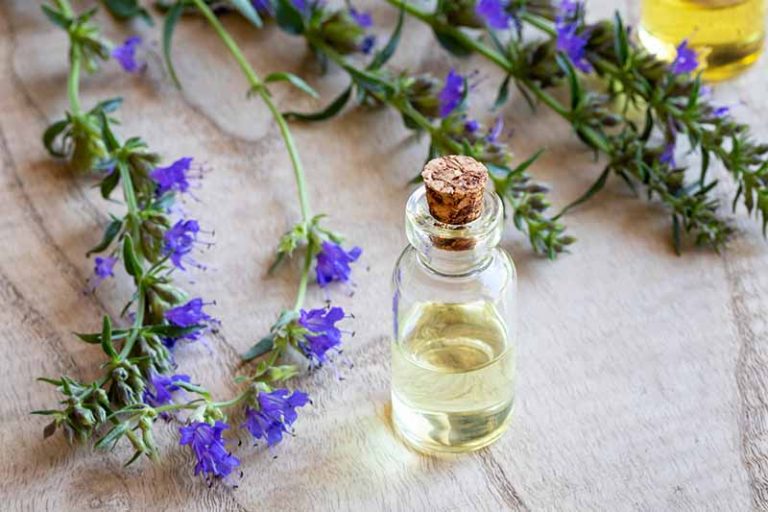 How to Grow and Use Hyssop | Gardener’s Path