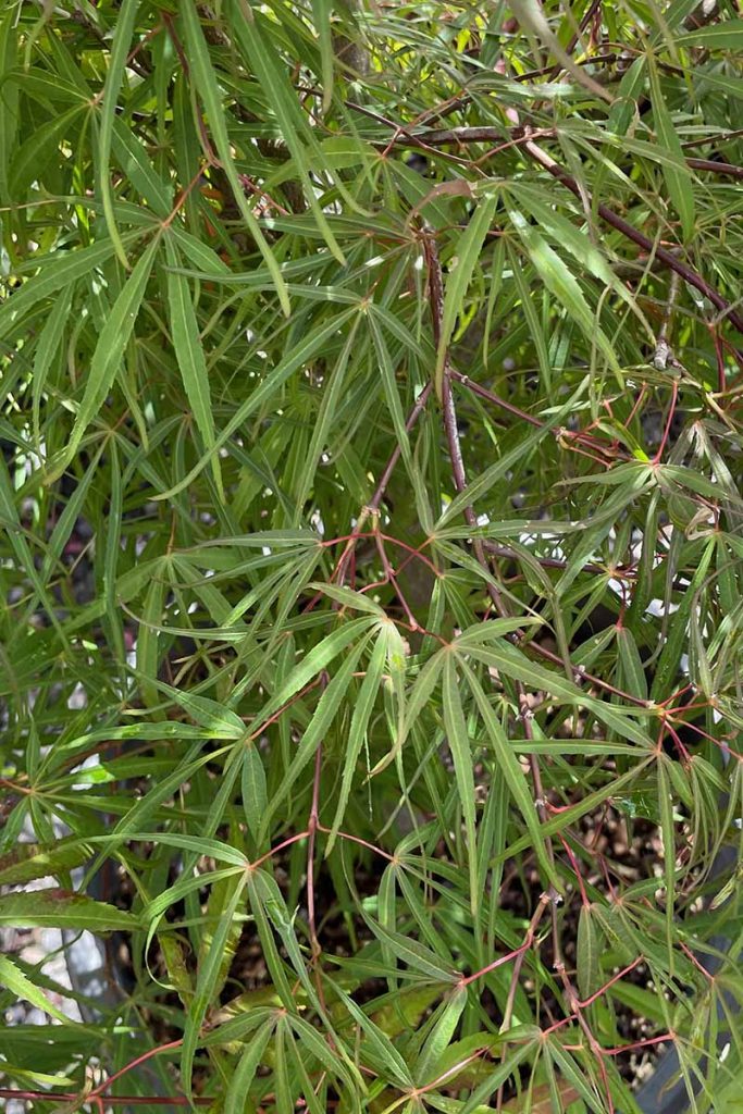 21 of the Best Japanese Maple Varieties | Gardener’s Path