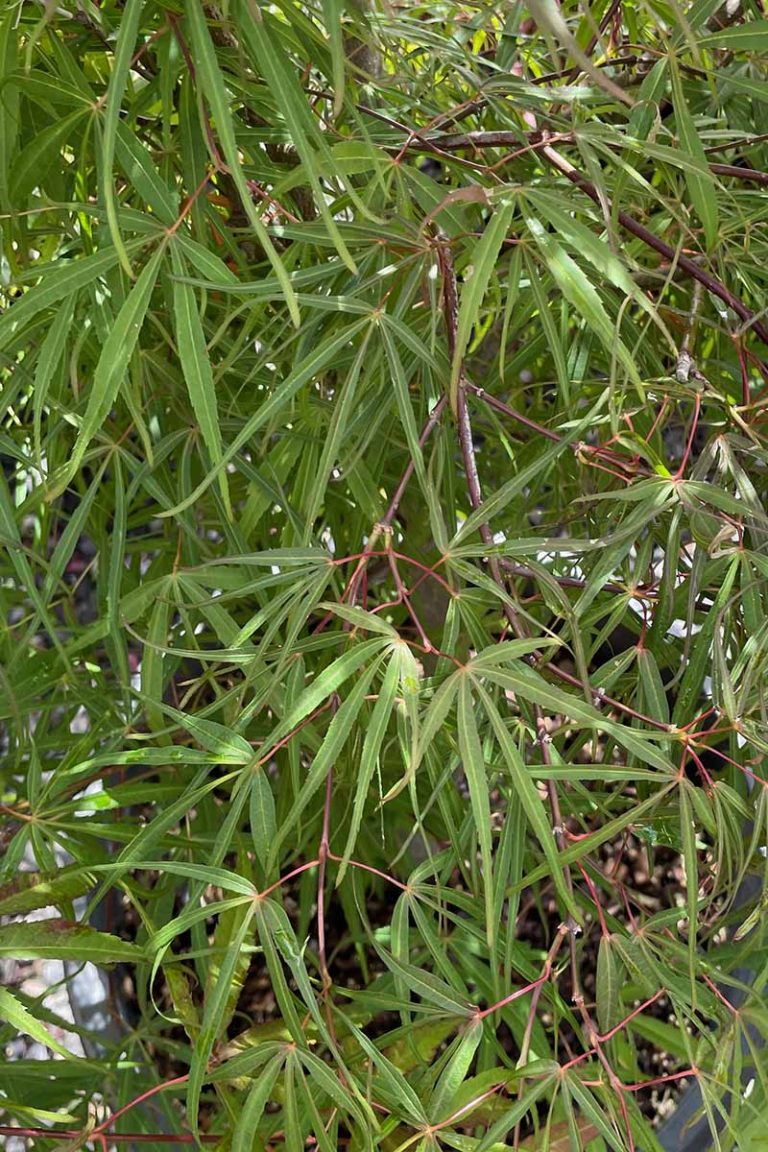 21 of the Best Japanese Maple Varieties | Gardener’s Path