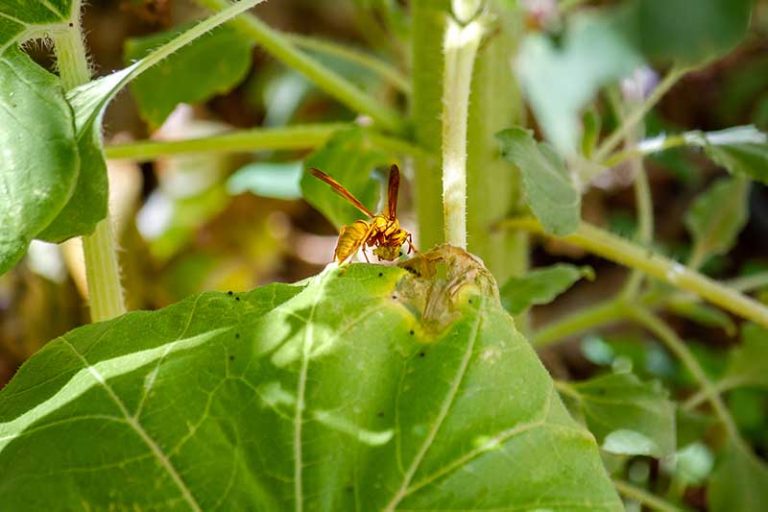 How to Help Sunflowers That Won’t Bloom | Gardener's Path