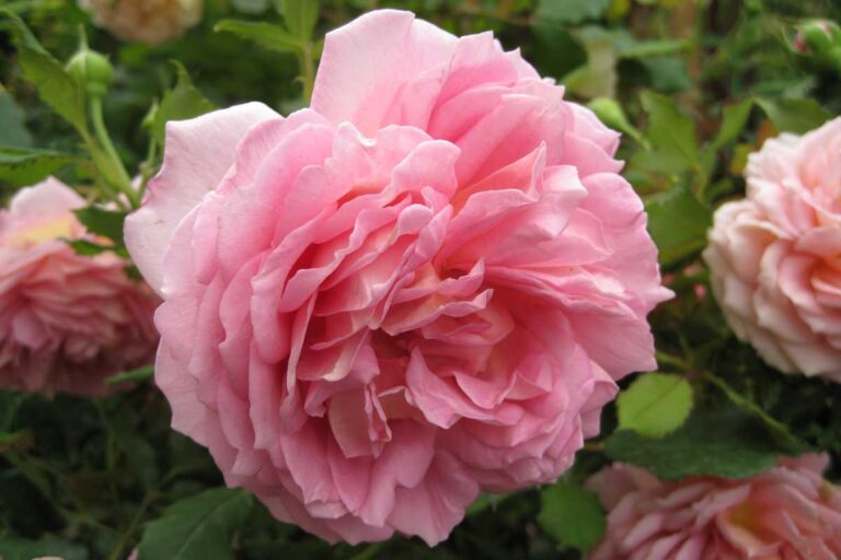 Learn About David Austin English Roses | Gardener’s Path