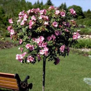 Tips for Growing Tree Roses | Gardener’s Path