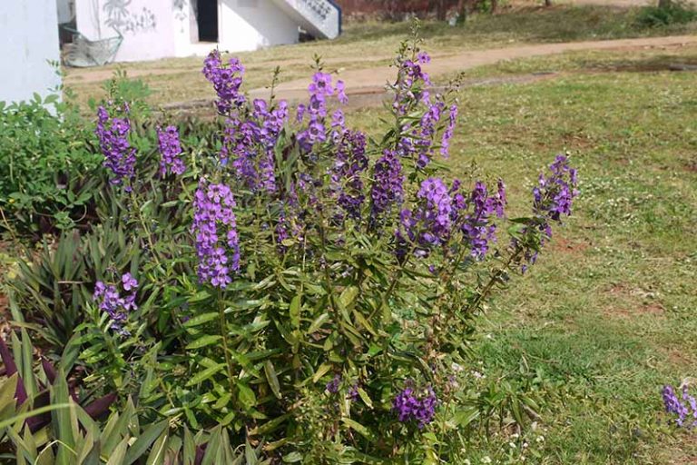 Grow Summer Snapdragon (Angelonia angustifolia) | Gardener’s Path