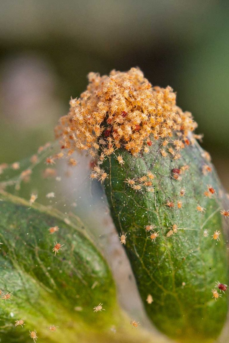 How to Detect and Control Spider Mite Infestations