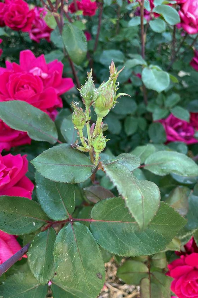 9 Common Reasons Why Roses Fail to Bloom | Gardener’s Path