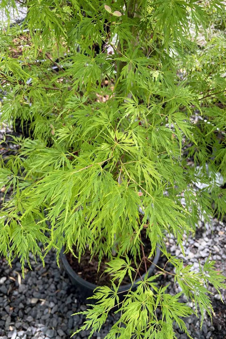 21 of the Best Japanese Maple Varieties | Gardener’s Path