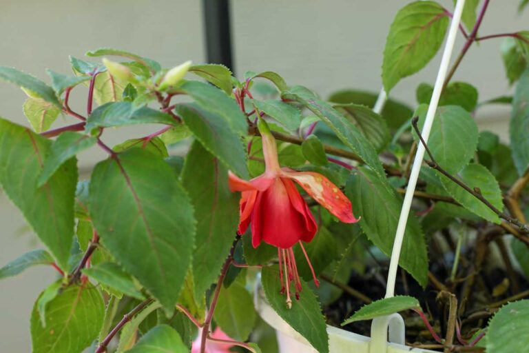 How to Deadhead Fuchsia Flowers | Gardener’s Path