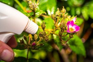 How to Control Aphids on Roses | Gardener’s Path