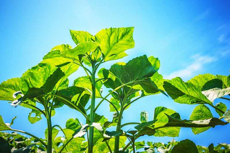 How to Help Sunflowers That Won’t Bloom | Gardener's Path