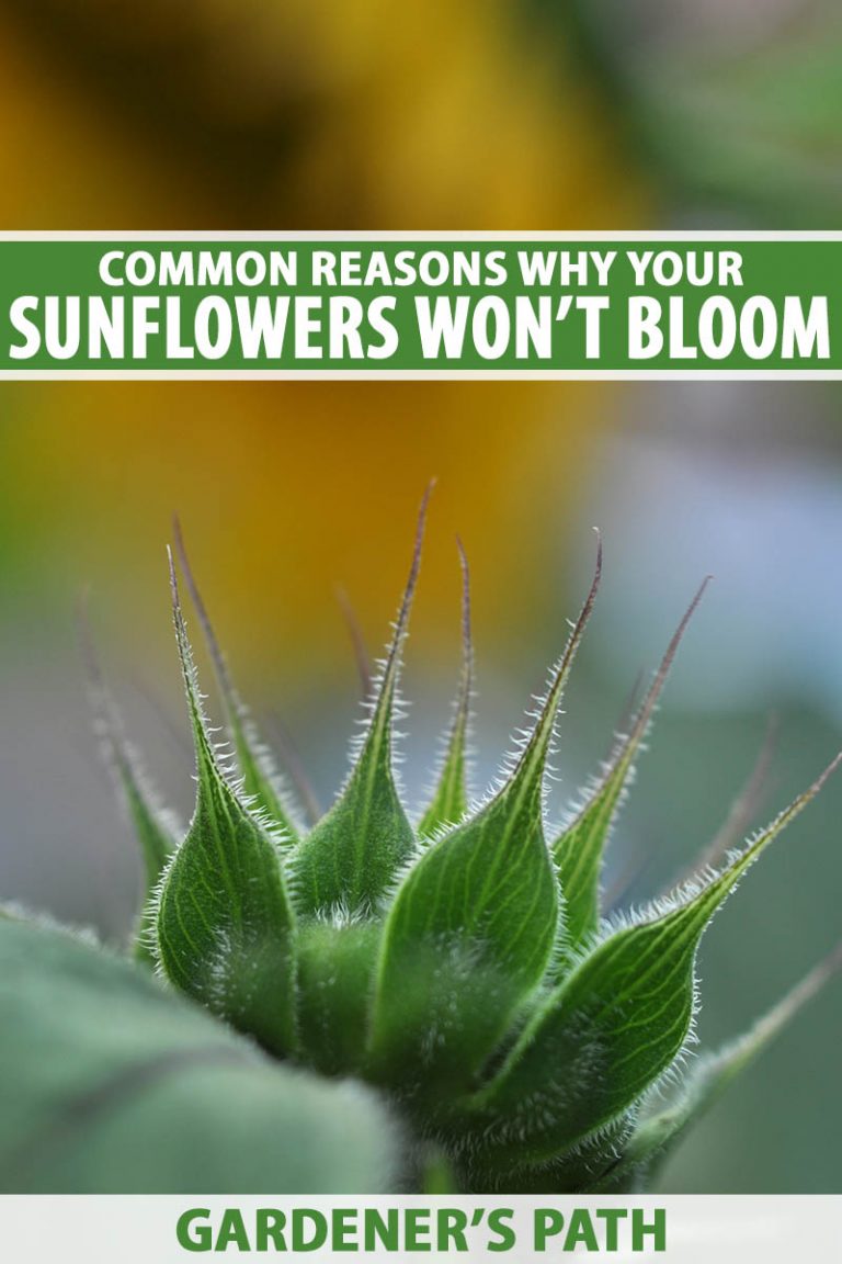 How to Help Sunflowers That Won’t Bloom | Gardener's Path