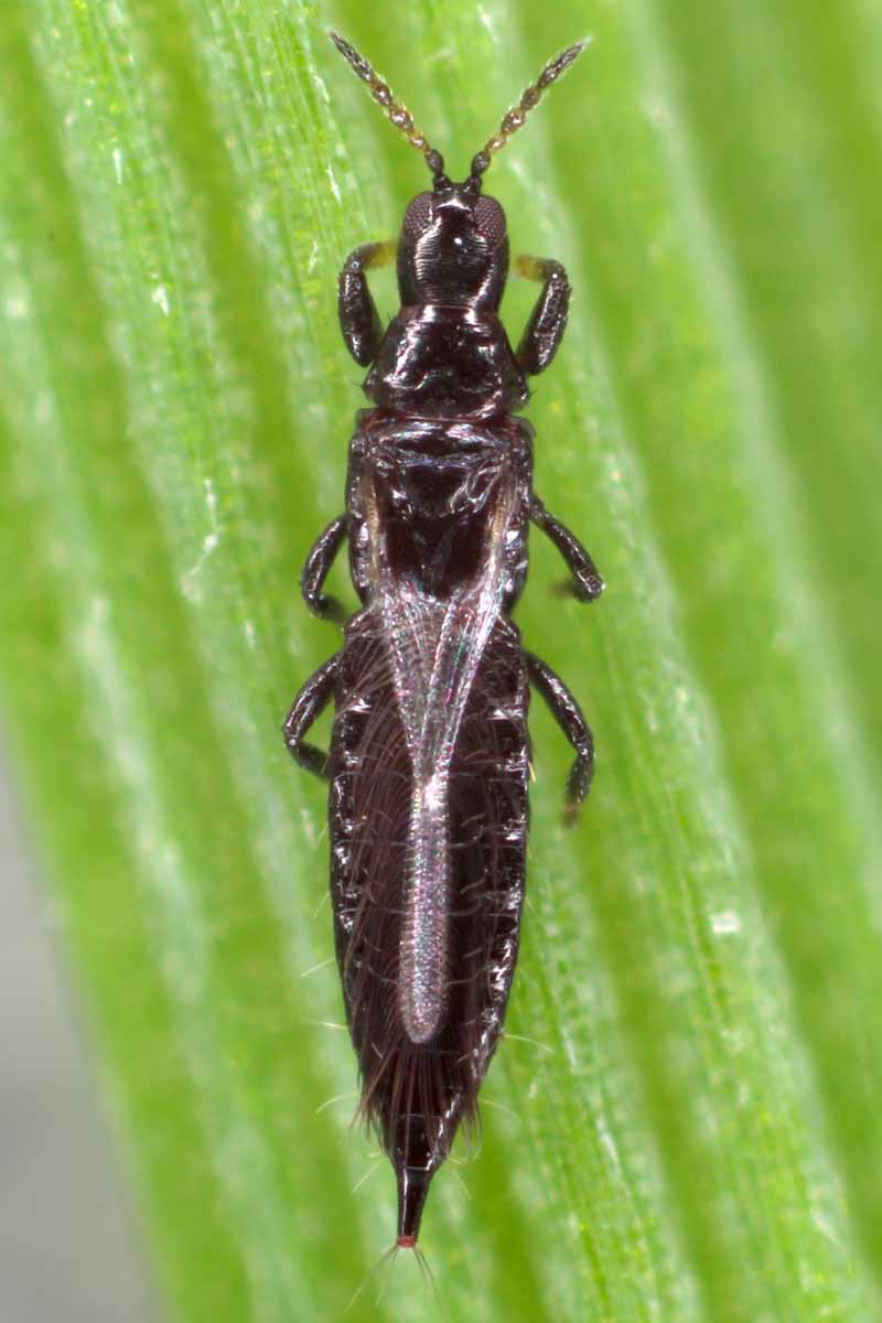 How To Identify And Control Thrips Gardener s Path
