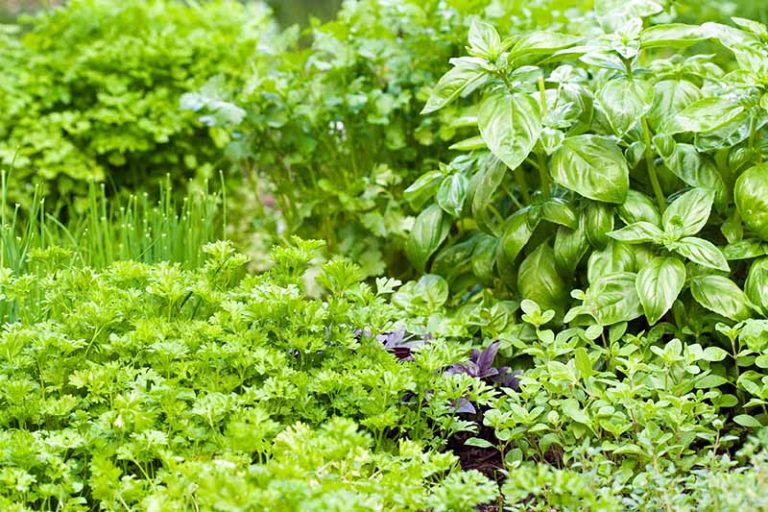 How to Plant and Grow Plantain | Gardener’s Path