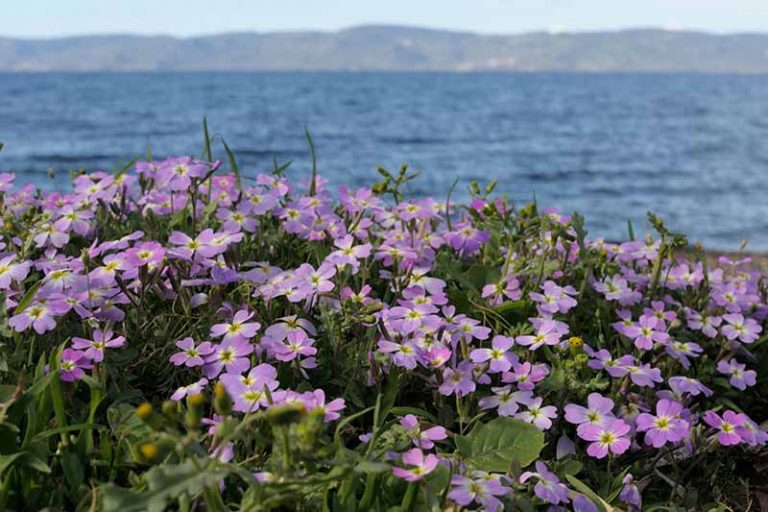 How to Grow Virginia Stock Flowers | Gardener’s Path