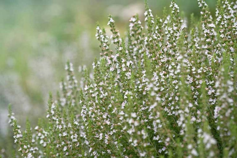 How to Grow and Use Hyssop | Gardener’s Path