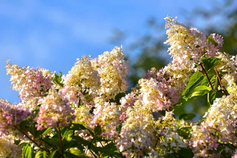 How to Grow Panicle Hydrangea (Hydrangea paniculata)