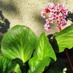 How to Grow Bergenia Flowers | Gardener’s Path