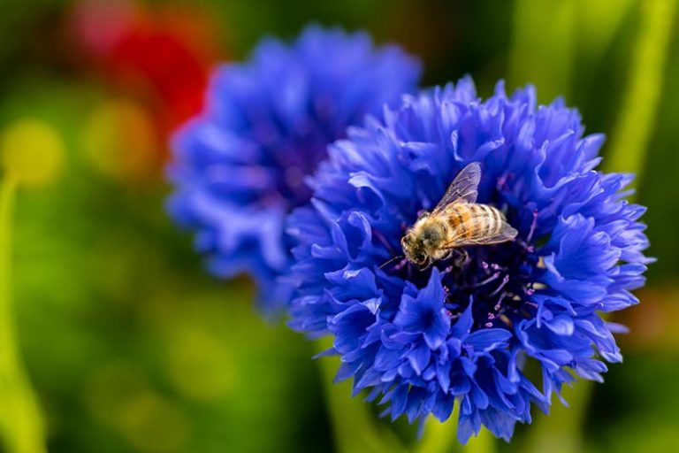 How to Propagate Bachelor’s Button from Seed | Gardener's Path