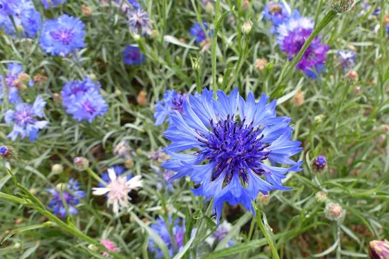 How to Propagate Bachelor’s Button from Seed | Gardener's Path