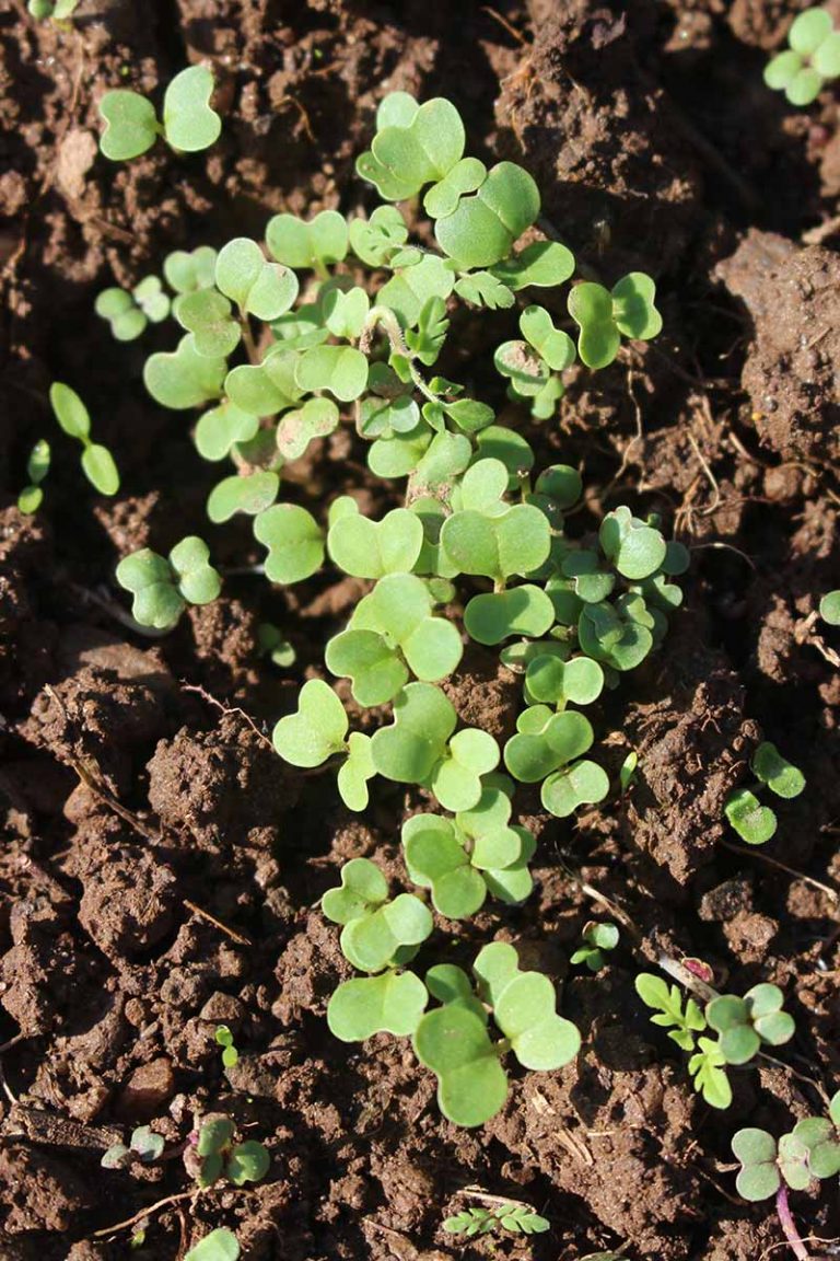 How to Plant and Grow Broccoli Rabe | Gardener’s Path