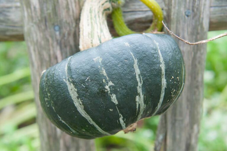 11 of the Best Winter Squash Varieties to Grow in the Garden