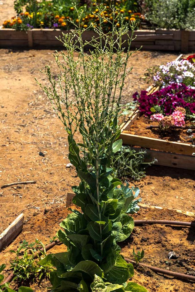 How to Plant and Grow Buttercrunch Lettuce | Gardener’s Path