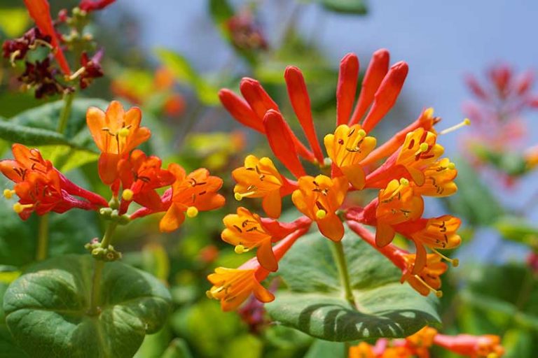 How Grow Climbing Honeysuckle Vines | Gardener's Path