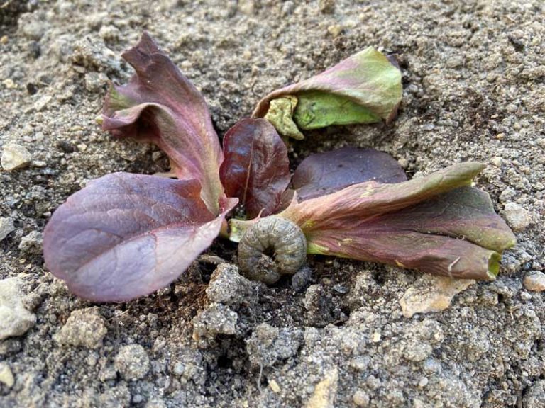 How to Identify and Control Cutworms | Gardener’s Path