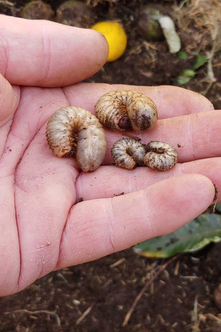 How to Identify and Control Cutworms | Gardener’s Path