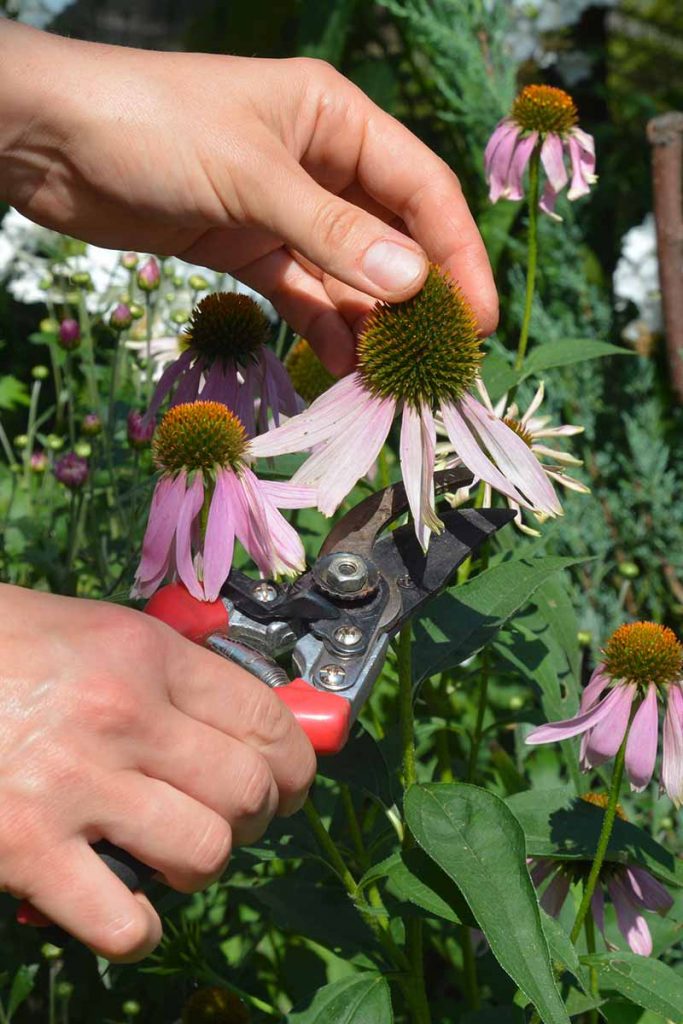 How to Grow Coneflowers in Containers | Gardener’s Path