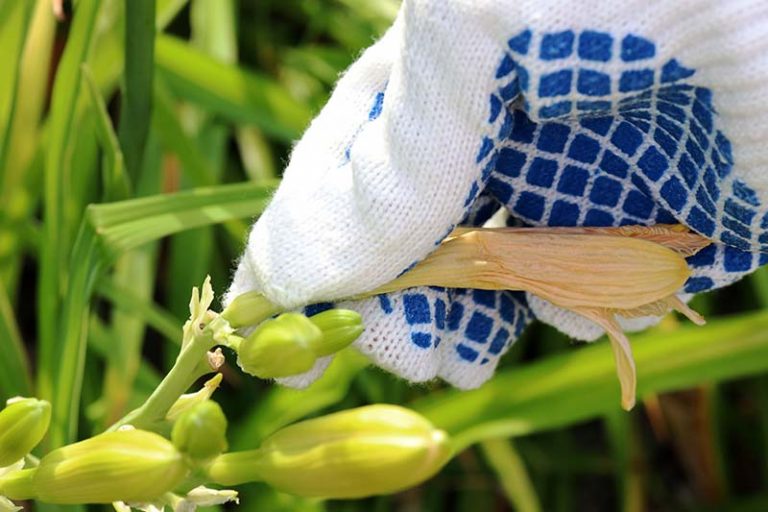 How to Deadhead Blooming Plants in the Garden | Gardener’s Path