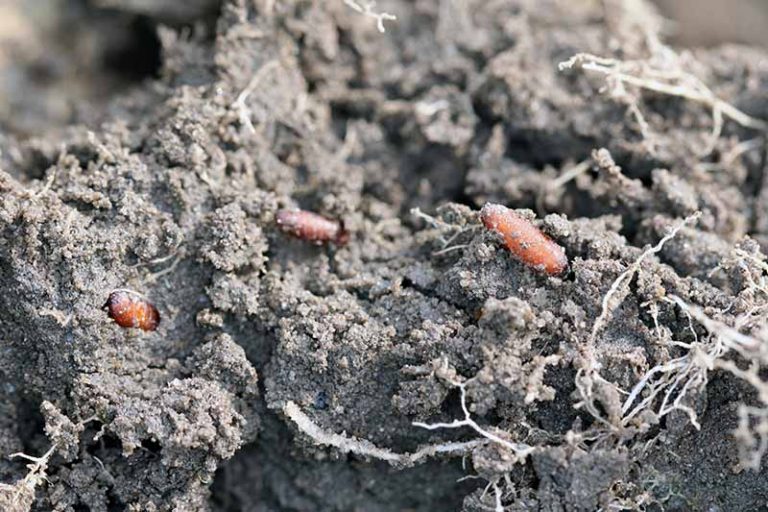 How to Identify and Control Root Maggots | Gardener’s Path