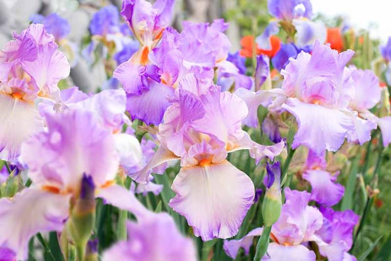 How to Lift and Divide Iris Plants | Gardener’s Path