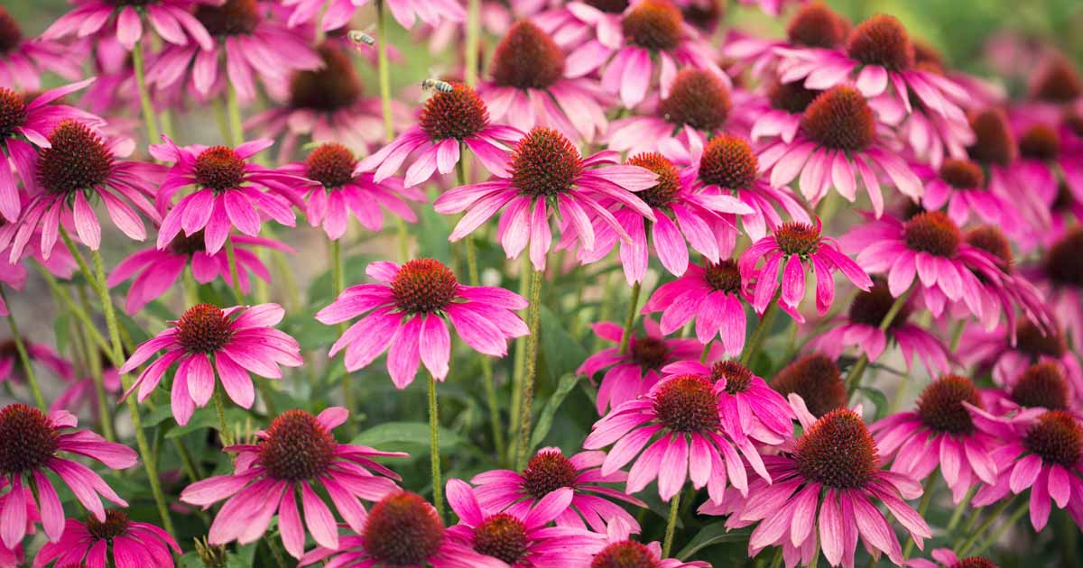 How to Grow Coneflowers in Containers | Gardener’s Path