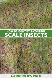 How to Identify and Control Scale Insects | Gardener’s Path