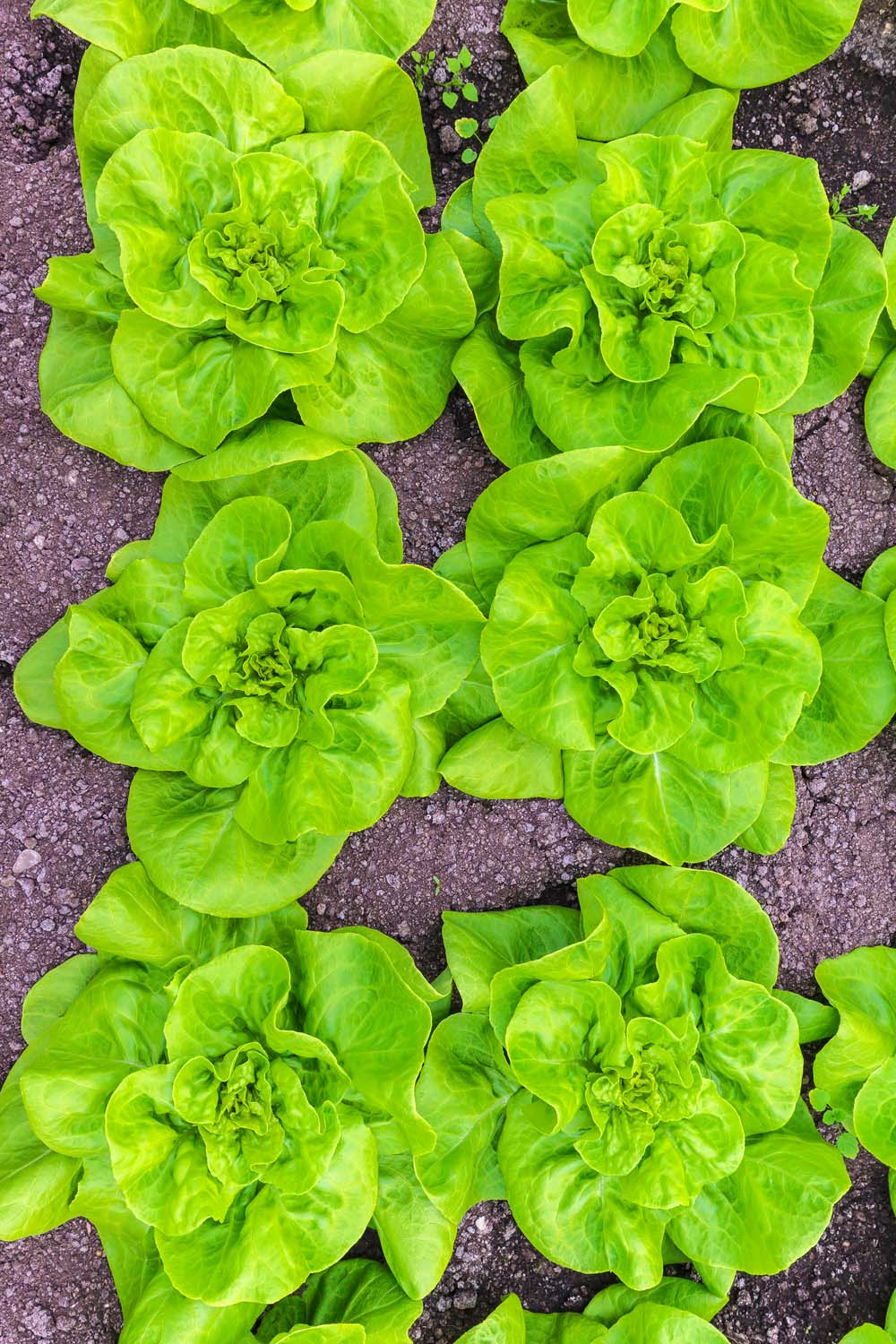 How to Plant and Grow Buttercrunch Lettuce | Gardener’s Path
